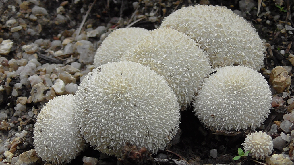 Lycoperdon from Watsonville QLD 4887, Australia on January 29, 2022 at ...