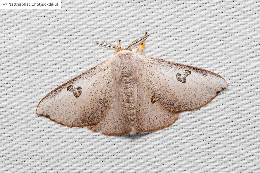 Arctornis diaphora from Mae Klang Watershed Management Unit on March 2 ...