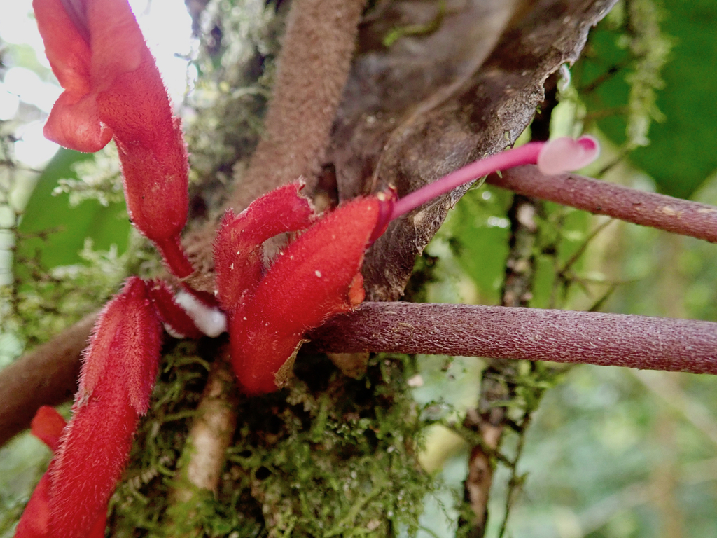Agalmyla angustifolia from West Pasaman Regency, West Sumatra ...