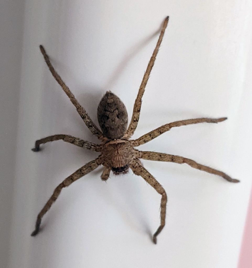 Pantropical Huntsman Spider from 1012 Yonashiroikei, Uruma, Okinawa 904 ...
