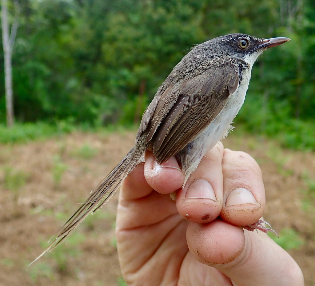 Hill Prinia from West Pasaman Regency, West Sumatra, Indonesia on March ...