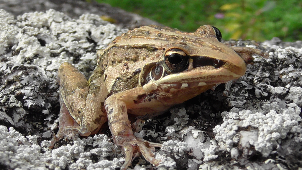 Australian Rocket Frog from Watsonville QLD 4887, Australia on January ...