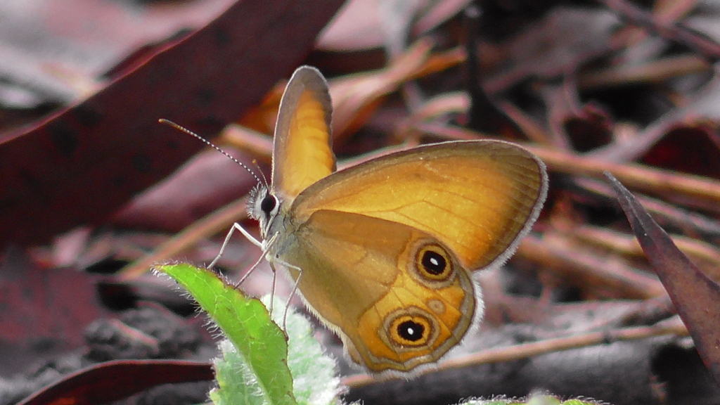 Orange Ringlet from Watsonville QLD 4887, Australia on December 10 ...