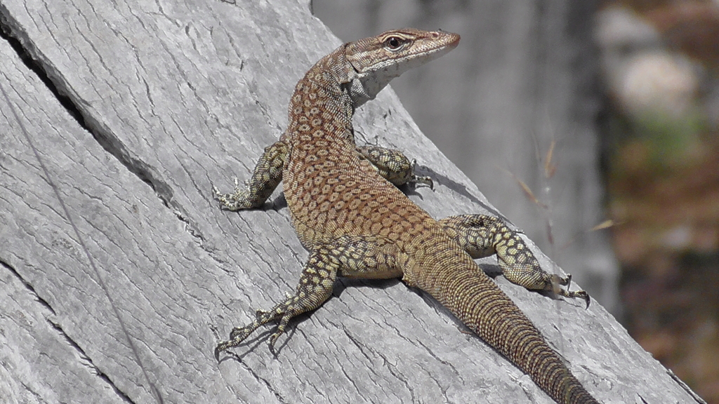 Freckled Monitor from Watsonville QLD 4887, Australia on September 19 ...