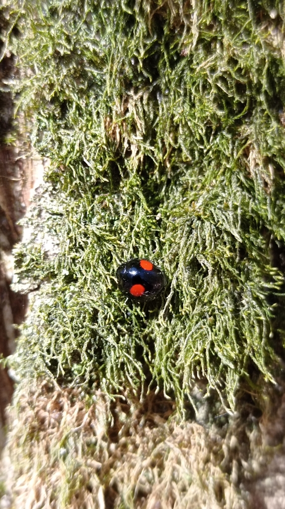Chilocorus similis from 10070 San Carlo Canavese TO, Italia on April 10 ...