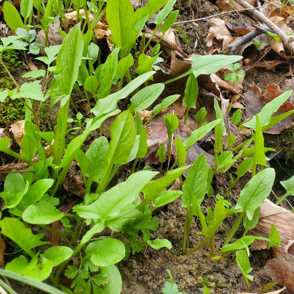 rattlesnake roots from Batavia Township, OH, USA on April 9, 2022 at 03 ...