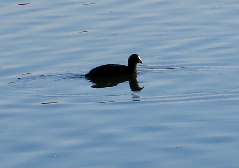 Australasian Coot from Australia on May 28, 2018 at 10:11 AM by gdub ...
