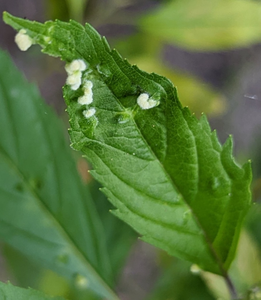 Gall and Rust Mites from Paleo Hammock Preserve on April 10, 2022 at 09 ...