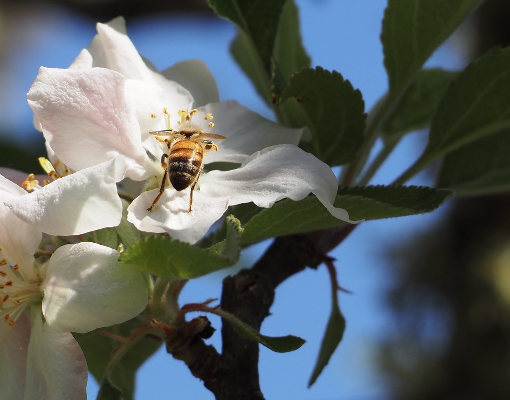Western Honey Bee in April 2022 by Sondra K Glider. On 'Cox's Pippin ...