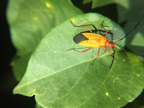 Dysdercus flavidus · iNaturalist