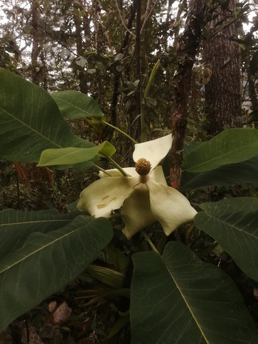 Mexican bigleaf magnolia (Magnolia dealbata) · iNaturalist