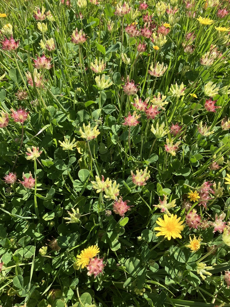 bull clover from Snell Valley Rd, Pope Valley, CA, US on April 09, 2022 ...