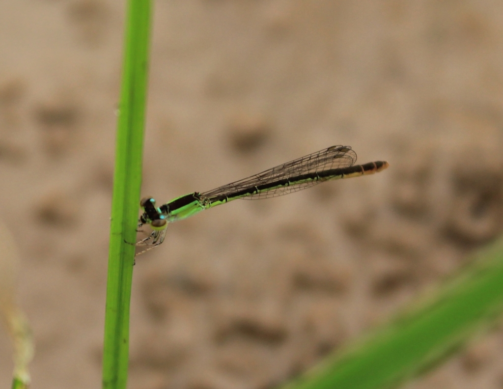 Wandering Midget from Mai Châu on March 17, 2022 at 06:12 AM by Joshua ...