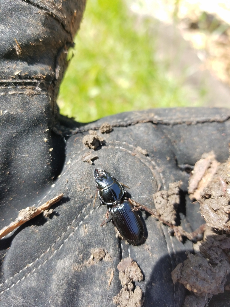 Big-headed Ground Beetle from 13600 Princeton Cir, Savage, MN 55378 ...