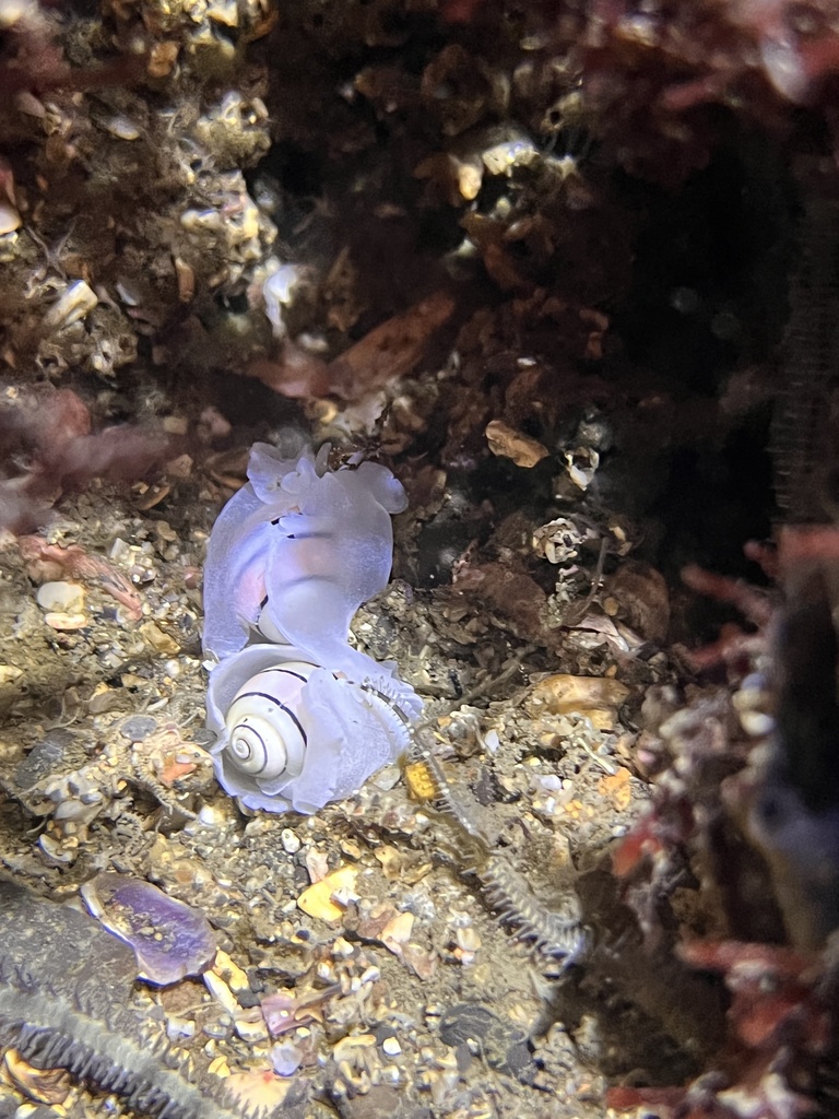 Pink Bubble Snail from 貢寮區, TW on April 10, 2022 at 11:50 PM by Yan ...
