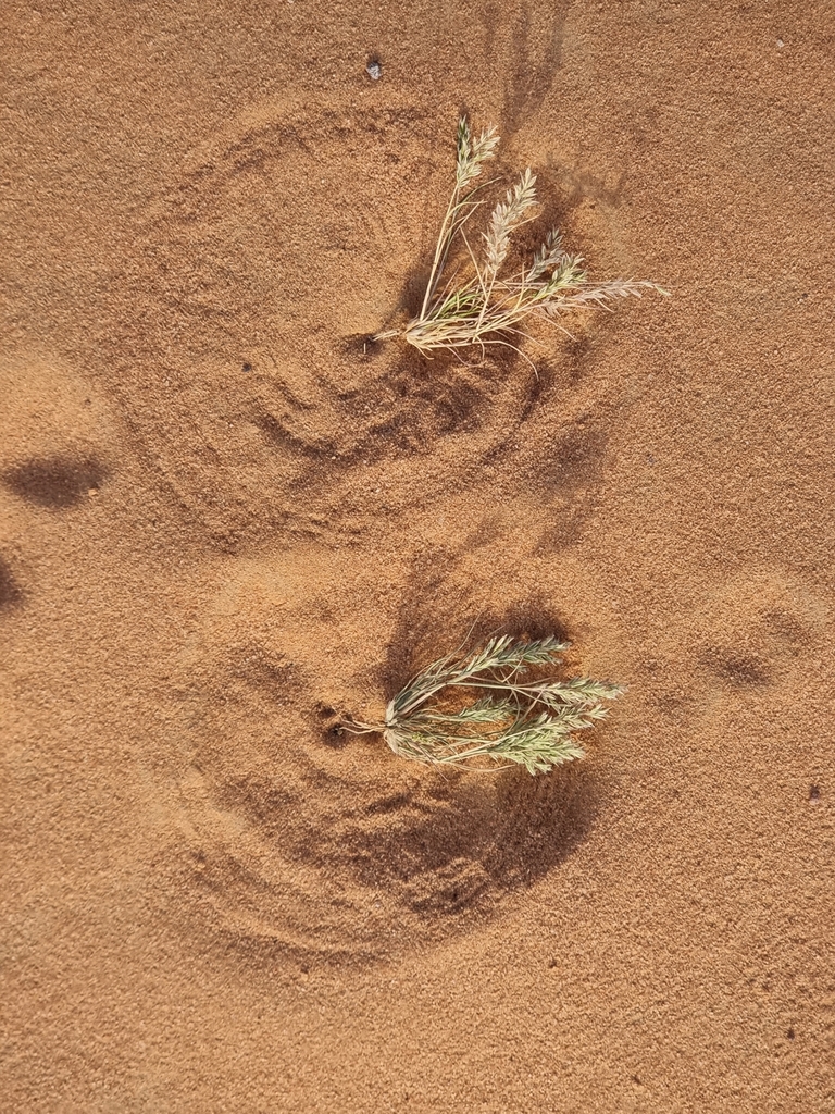 Arabian grass from Quairah District, Jordan on April 10, 2022 at 06:14 ...