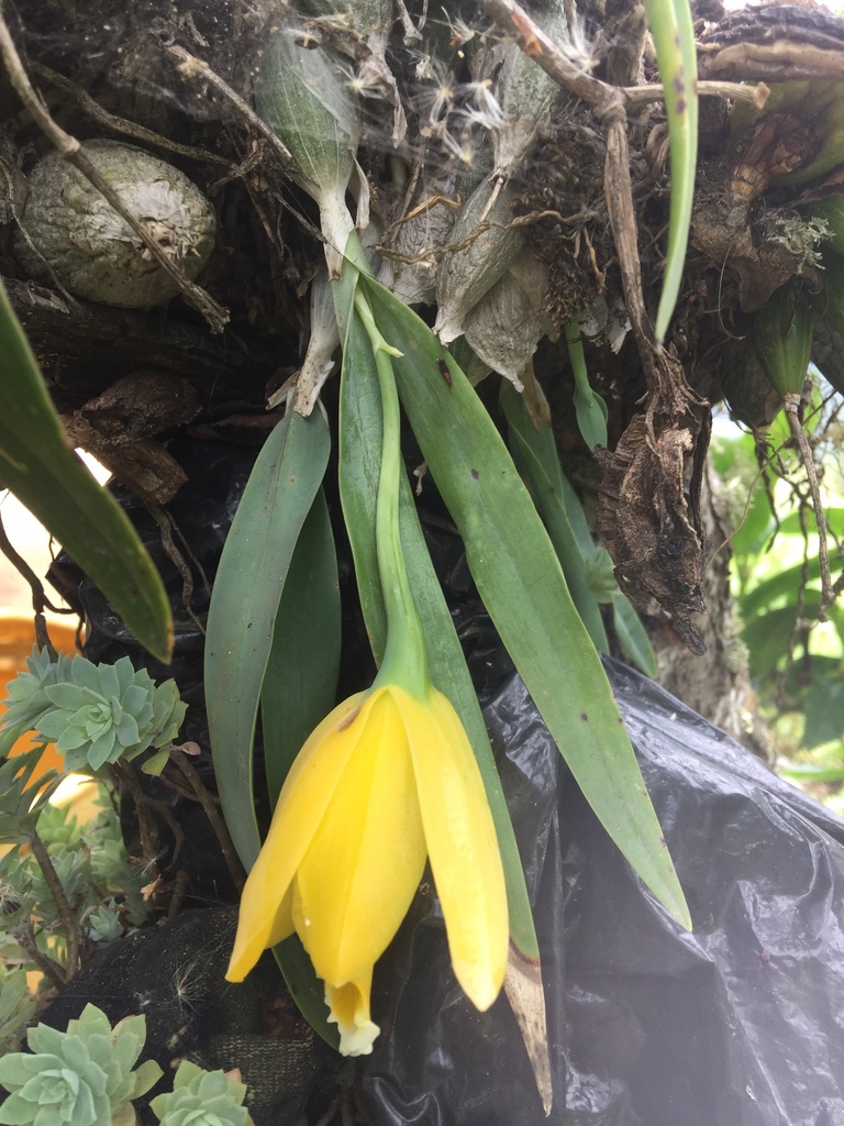Prosthechea citrina in May 2018 by Carlos Tobin · iNaturalist