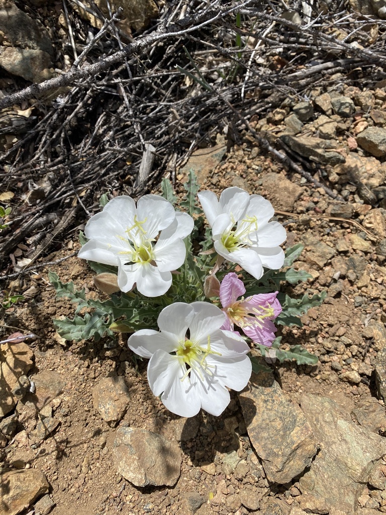 fragrant evening primrose from Prescott National Forest, Prescott, AZ ...
