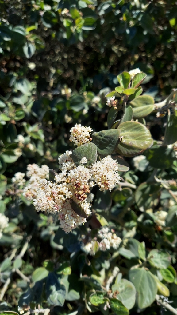 coast whitethorn from Seaside, CA 93955, USA on April 10, 2022 at 12:12 ...