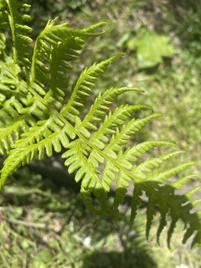 lady fern from Cal Poly Humboldt, Arcata, CA, US on April 10, 2022 at ...