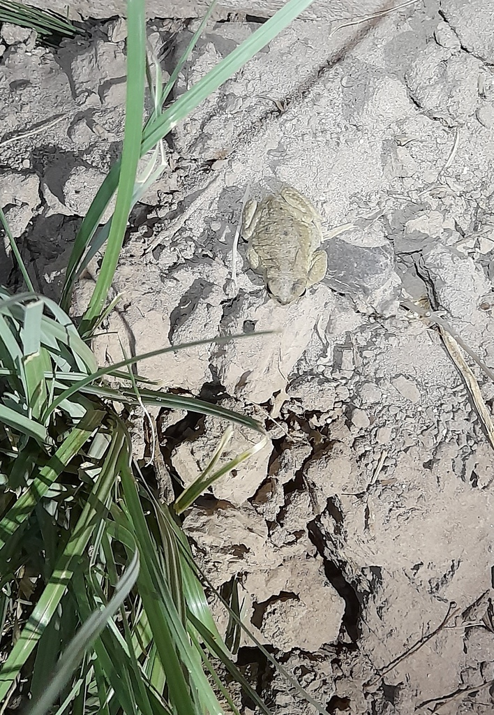 Warty Toad from Río Vilama, San Pedro de Atacama, Antofagasta, Chile on ...