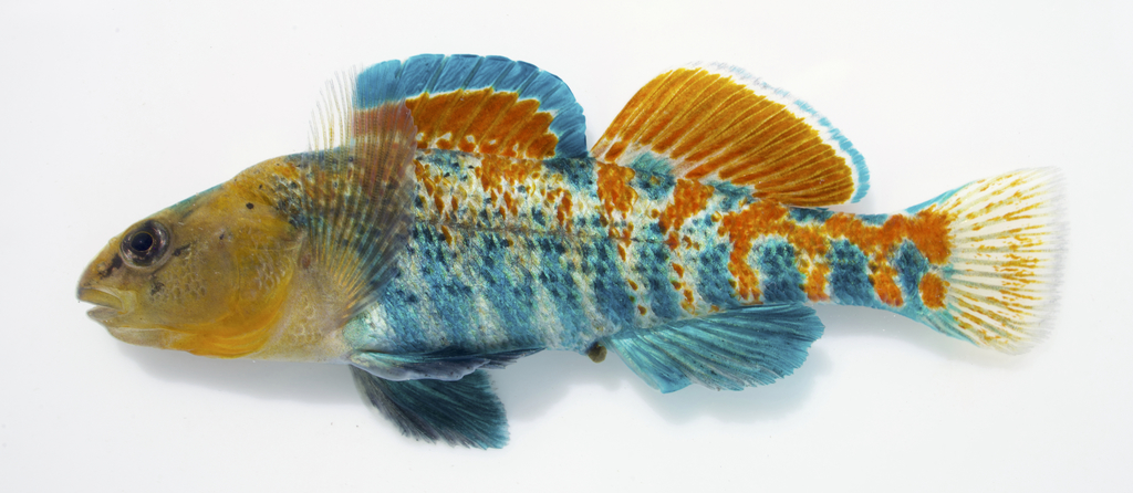 Plateau Darter from Carl Junction, MO, USA on April 10, 2022 at 10:34 ...