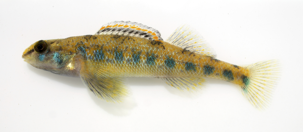 Highland Darter from Carl Junction, MO, USA on April 10, 2022 at 10:20 ...