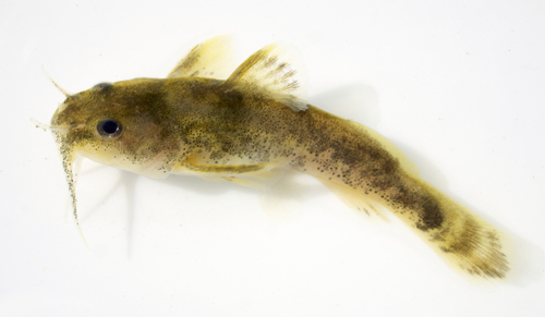 Neosho Madtom (Noturus placidus) · iNaturalist Australia