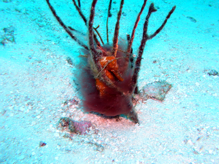 Longsnout Seahorse from Tormentos reef, Cozumel, Mexico on February 28 ...