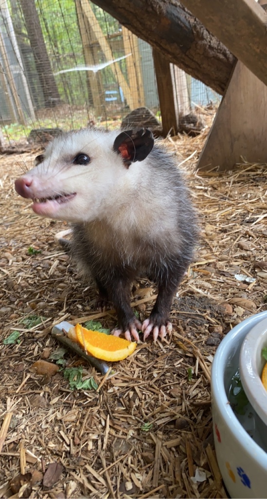 Virginia Opossum from Cochran Mill Park, Chattahoochee Hills, GA, US on ...