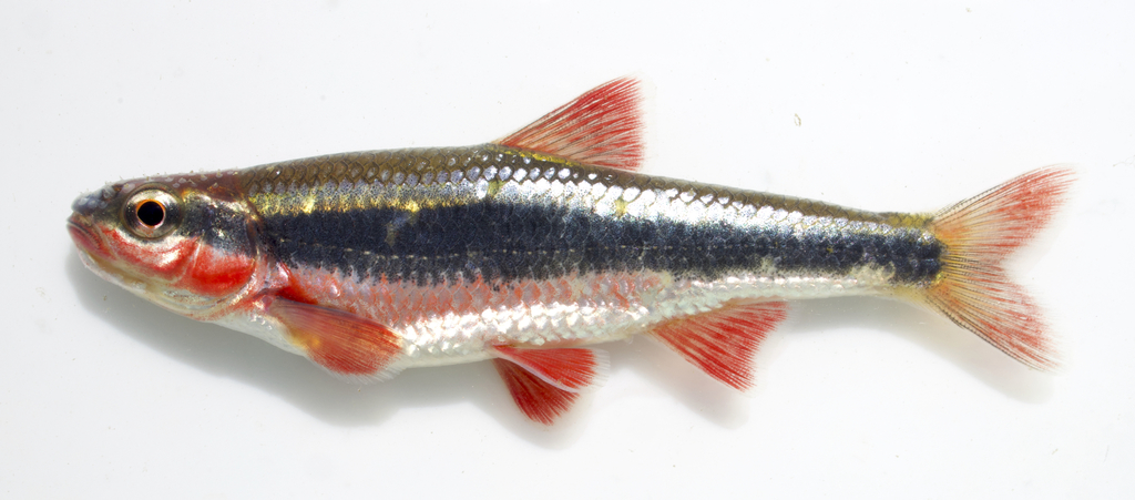 Cardinal Shiner from Riverton, KS 66770, USA on April 9, 2022 at 04:09 ...