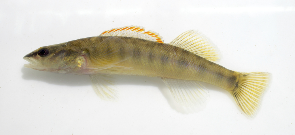 Slenderhead darter from Riverton, KS 66770, USA on April 9, 2022 at 04: ...