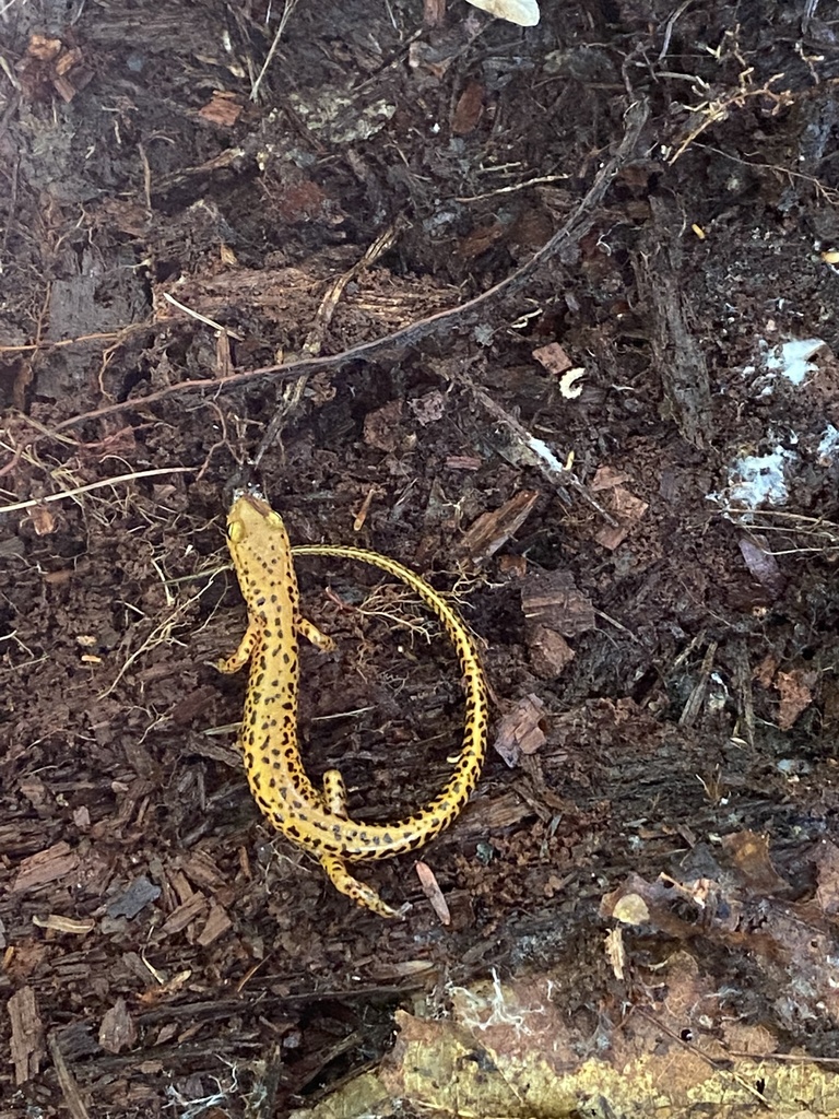 Long-tailed Salamander from Fayetteville, PA, US on September 07, 2021 ...