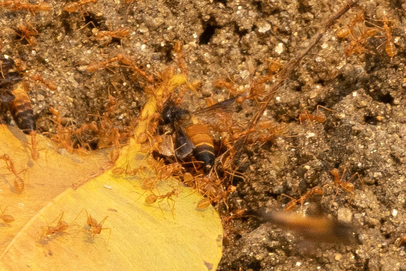 Asian Weaver Ant from Mandla, Madhya Pradesh, India on March 25, 2022 ...