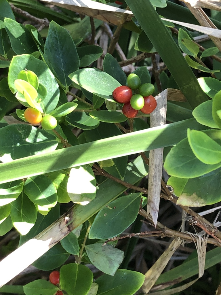 Bootlace Plant from Pacific Dr, Port Macquarie, NSW, AU on April 11 ...