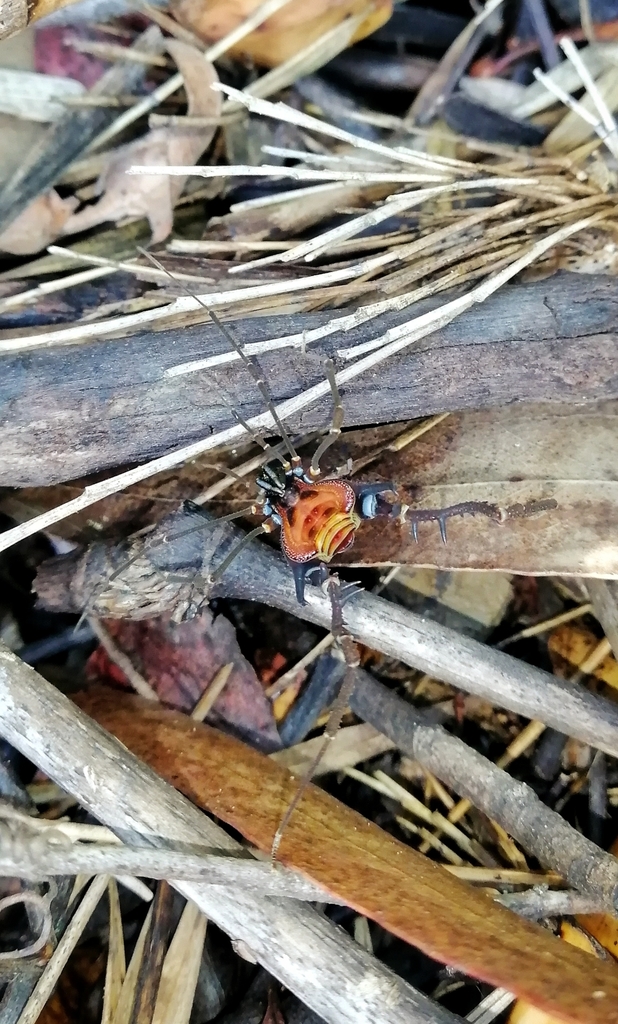 Sadocus asperatus from San Pedro de la Paz, Bío Bío, Chile on April 10 ...