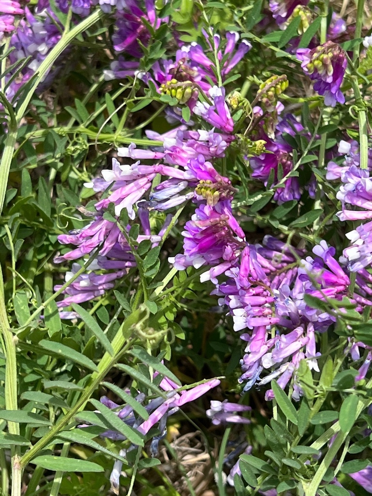 hairy vetch from Bastrop County, TX, USA on April 10, 2022 at 12:48 PM ...