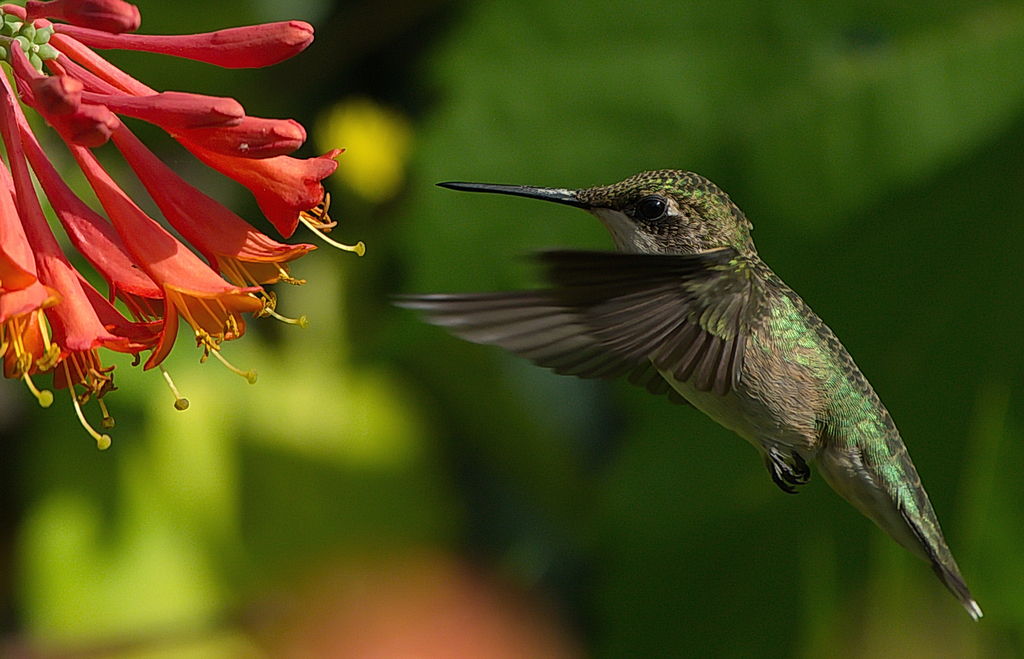 Ruby-throated Hummingbird from Victoria County, NS, Canada on August 24 ...