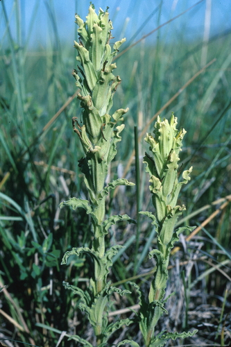 Swale paintbrush (Castilleja ornata)