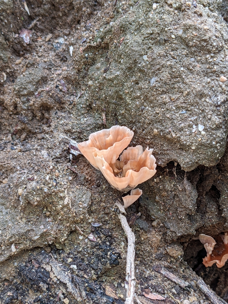 Wine Glass Fungus from Kalimna West VIC 3909, Australia on April 10 ...