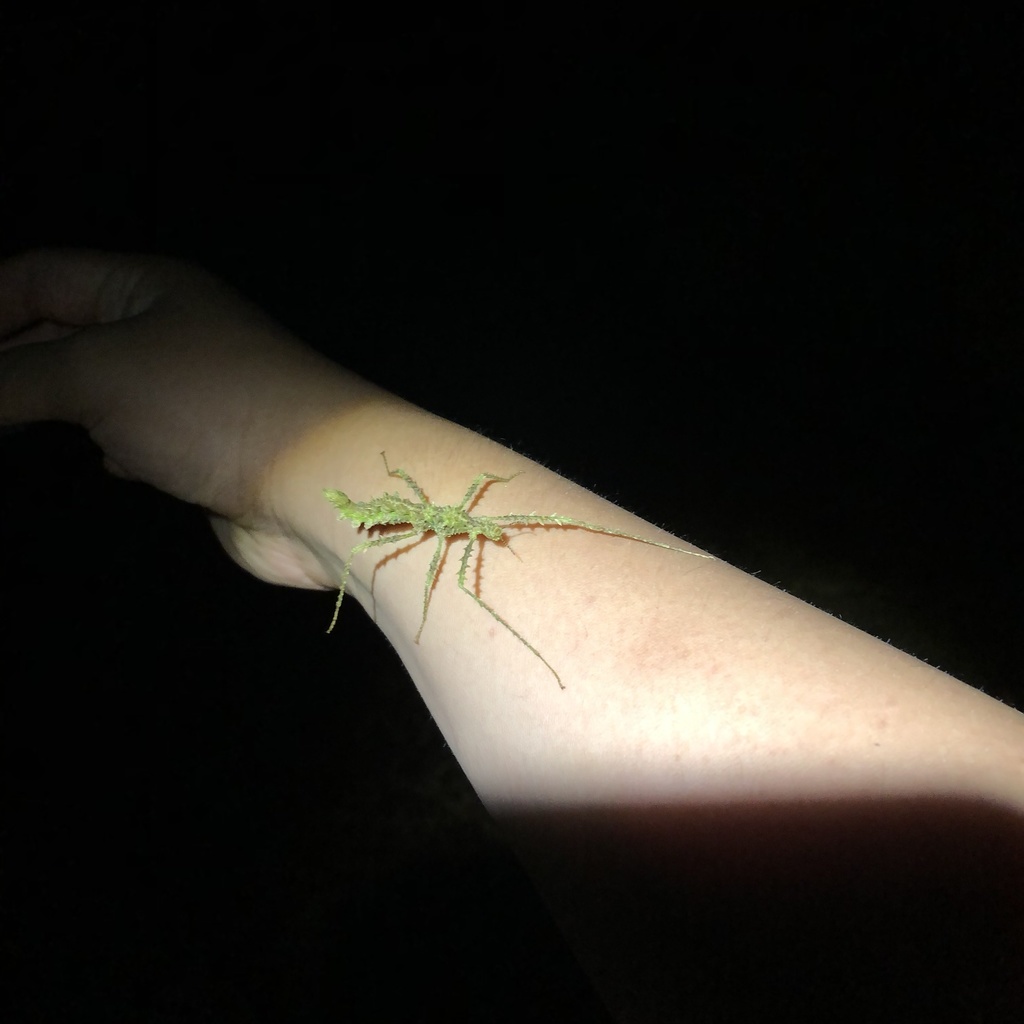 Cnipsomorpha from 屏边苗族自治县, 红河哈尼族彝族自治州, 云南省, CN on June 6, 2021 at 01:17 ...