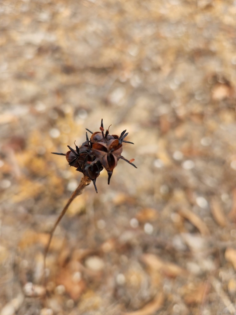 Haemodorum discolor from Dryandra WA 6311, Australia on April 08, 2022 ...