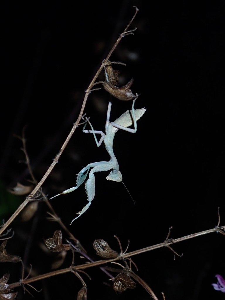 Wide-armed Mantis from Potchefstroom, 2520, South Africa on April 09 ...