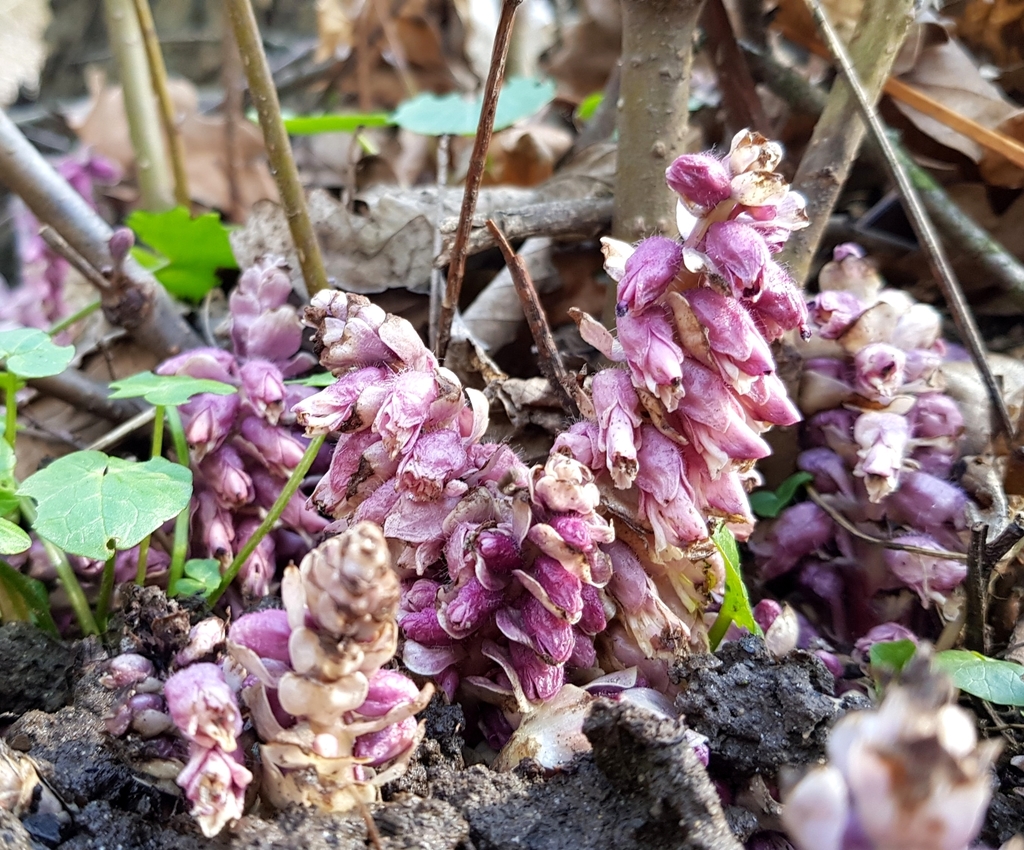 Common Toothwort from 143 00 Praha-Praha 12, Česko on April 11, 2022 at ...