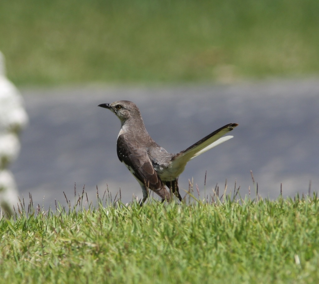 Northern Mockingbird from Cabeza De Toro, Punta Cana 23000, Dominican ...
