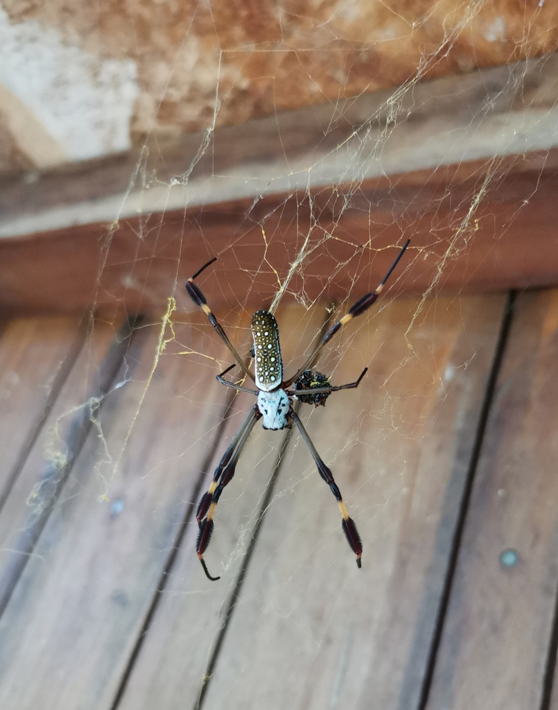 Golden Silk Spider from Las Marias, Honduras on August 26, 2020 at 06: ...