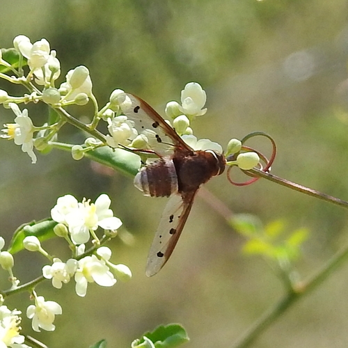 Nyia evansi · iNaturalist