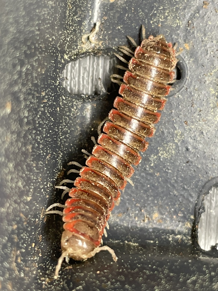 Cherry Millipedes from Carrie Dr NW, Kennesaw, GA, US on April 11, 2022 ...