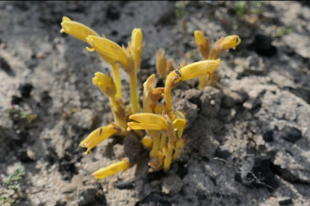 yellow clustered broomrape in April 2022 by ds_explorings · iNaturalist