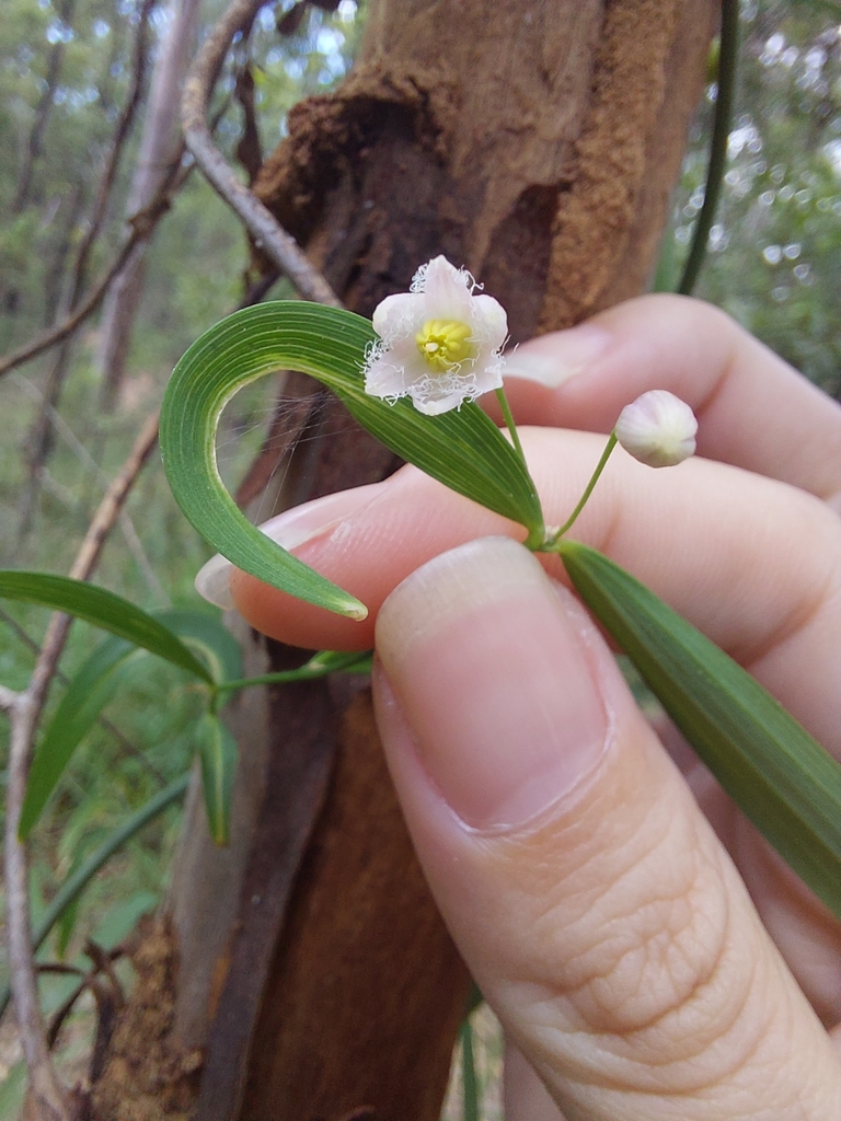 Wombat Berry from Bunya QLD 4055, Australia on April 12, 2022 at 01:39 ...